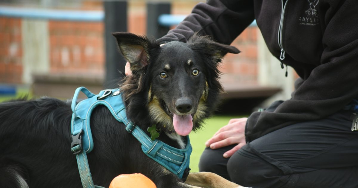 How Raystede is helping - Raystede Centre for Animal Welfare