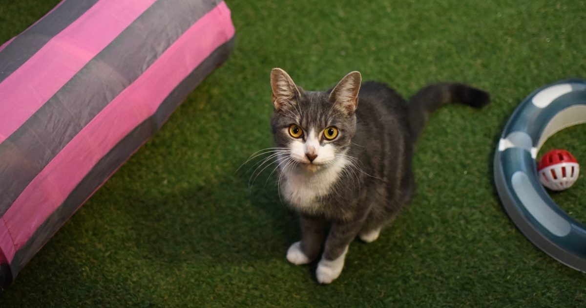 Giving up your animal FAQs - Raystede Centre for Animal Welfare