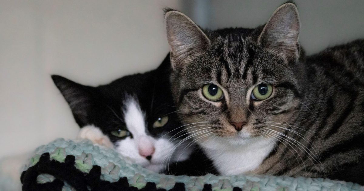 Cat Neutering Day - Raystede Centre for Animal Welfare