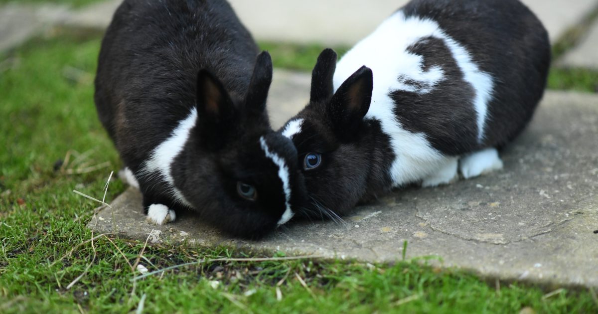 Rabbit Vaccination Day - Wednesday 18 September 2024 - Raystede Centre ...