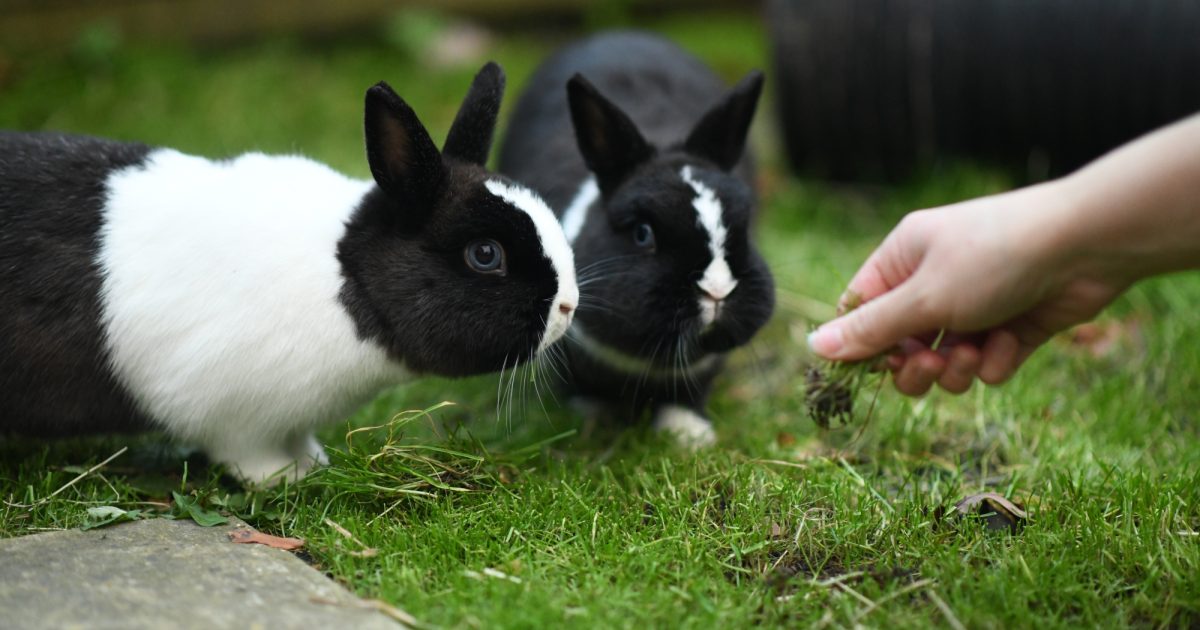 Pet Advice - Raystede Centre for Animal Welfare