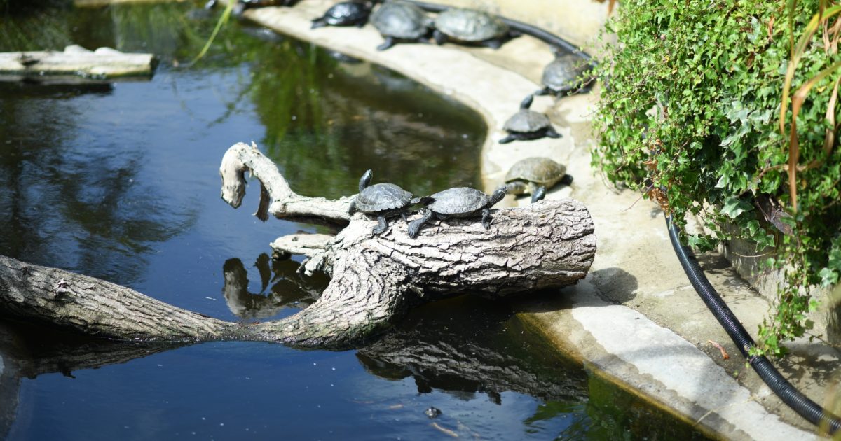 Teenage Mutant Ninja Turtles movie release coincides with terrapin ...