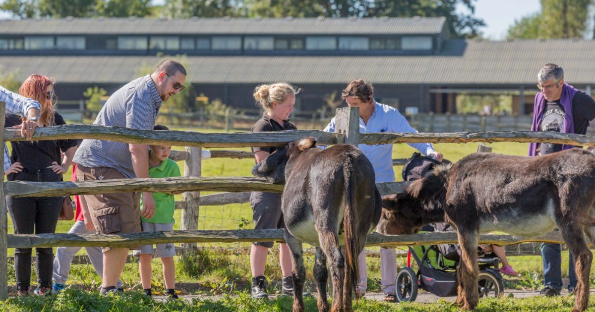 For families - Raystede Centre for Animal Welfare