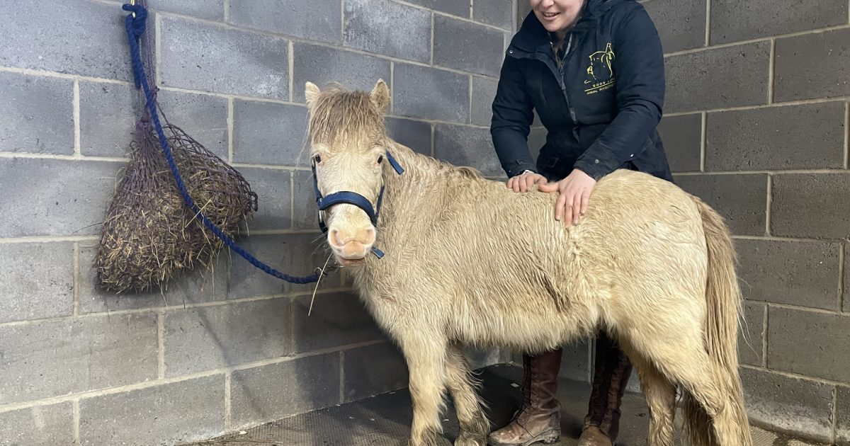 Buddy - Raystede Centre for Animal Welfare