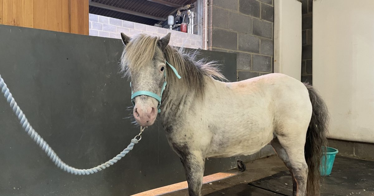 Understanding laminitis in equines - Raystede Centre for Animal Welfare