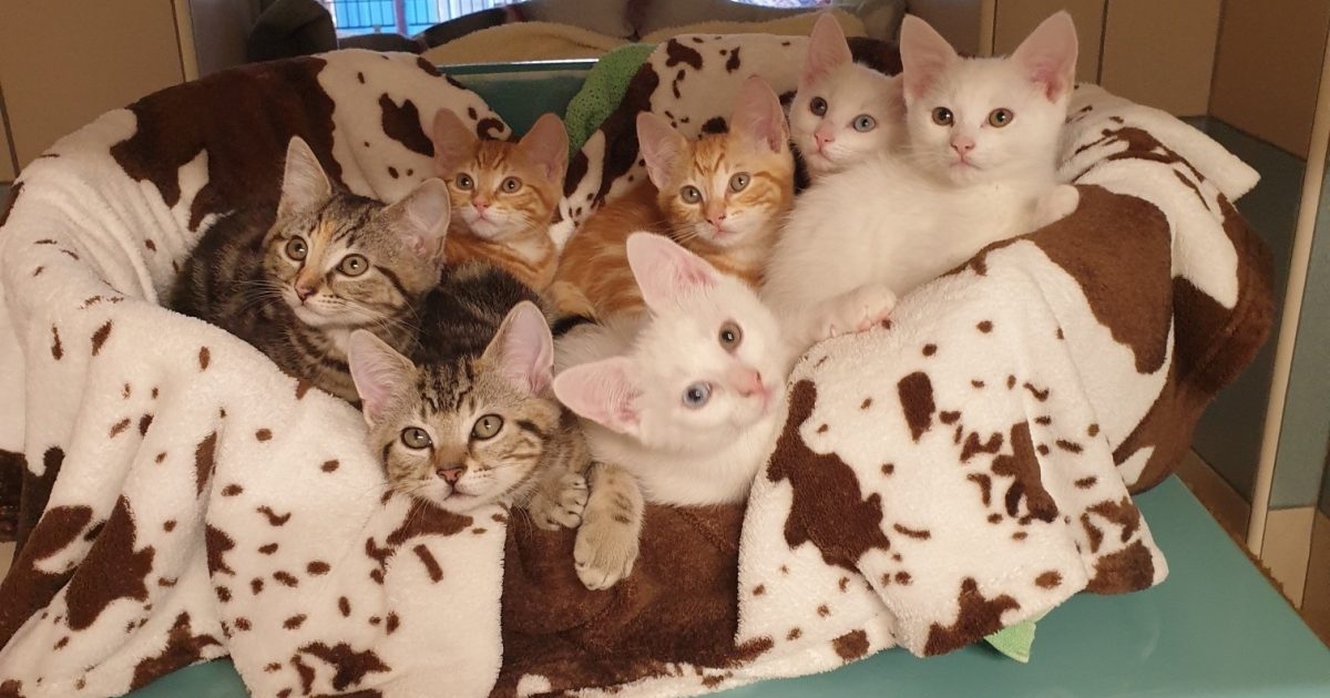 The heart warming story of Lucy and her kittens - Raystede Centre for ...