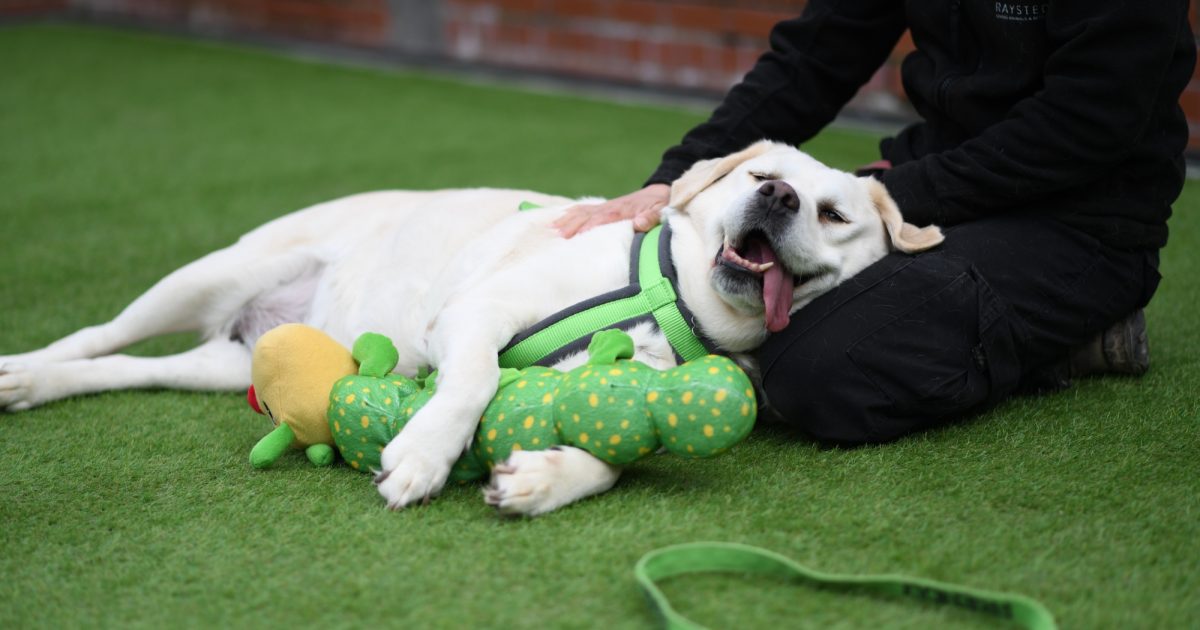 Things to consider before getting a dog - Raystede Centre for Animal ...