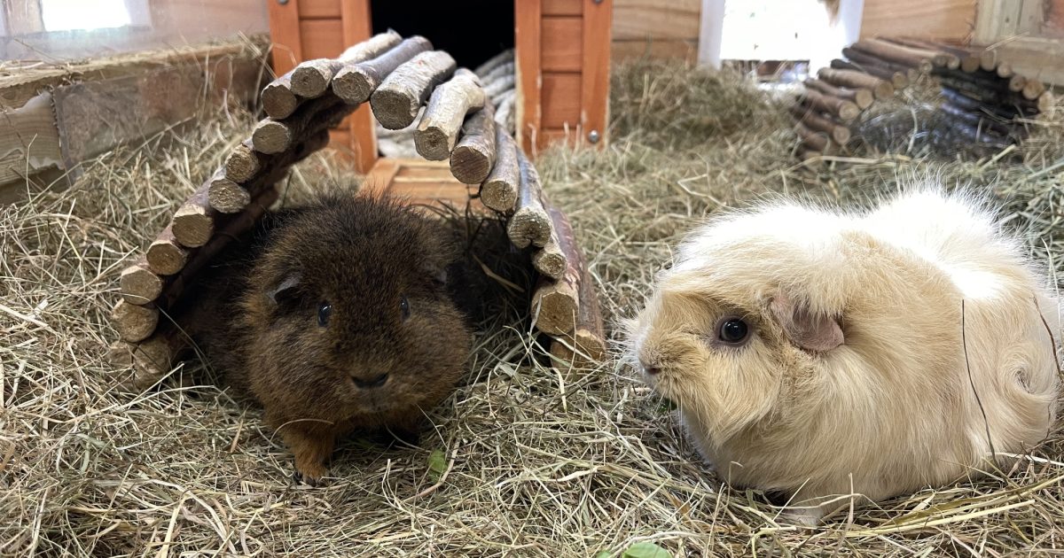 Small Animal Day - Raystede Centre for Animal Welfare