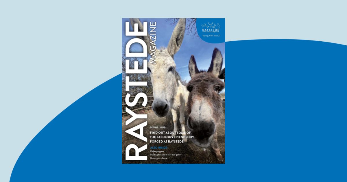 The latest issue of the Raystede Magazine is here! - Raystede Centre ...