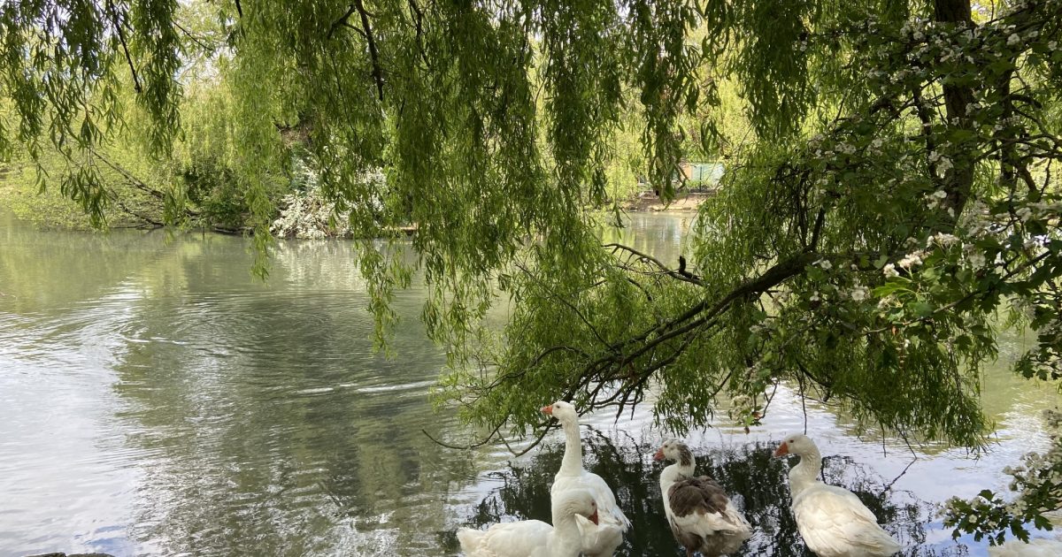 Visitor FAQs - Raystede Centre for Animal Welfare