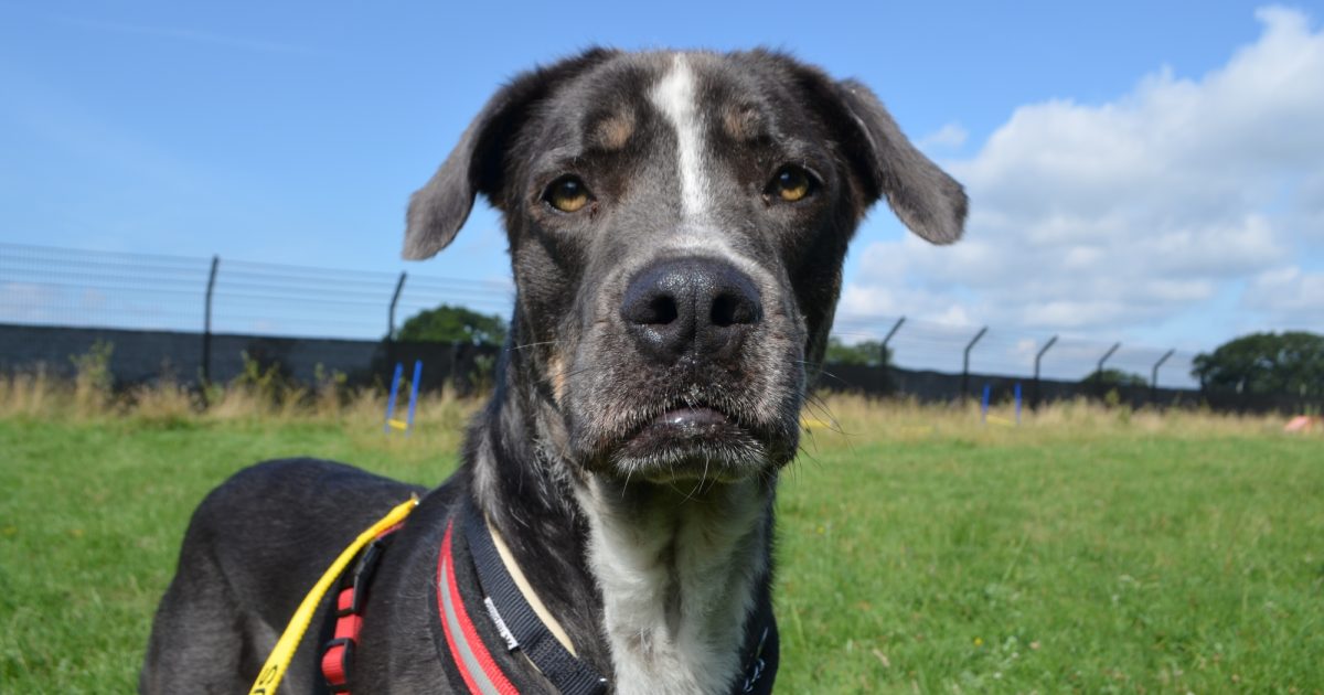 Dog Care Guide - Raystede Centre for Animal Welfare