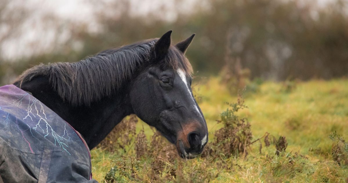 Monthly donation - Raystede Centre for Animal Welfare