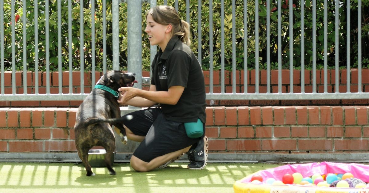 How we are providing help and support to people and their pets ...