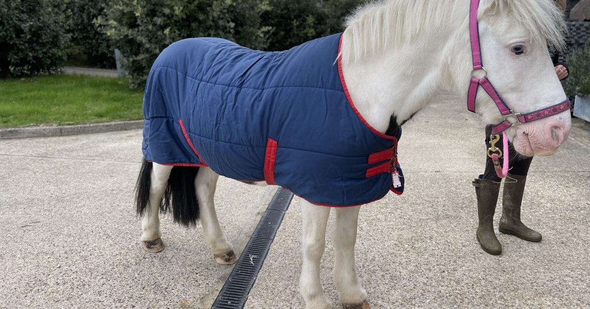 Raystede Tack Sale Saturday 1 October 2022 - Raystede Centre for Animal ...