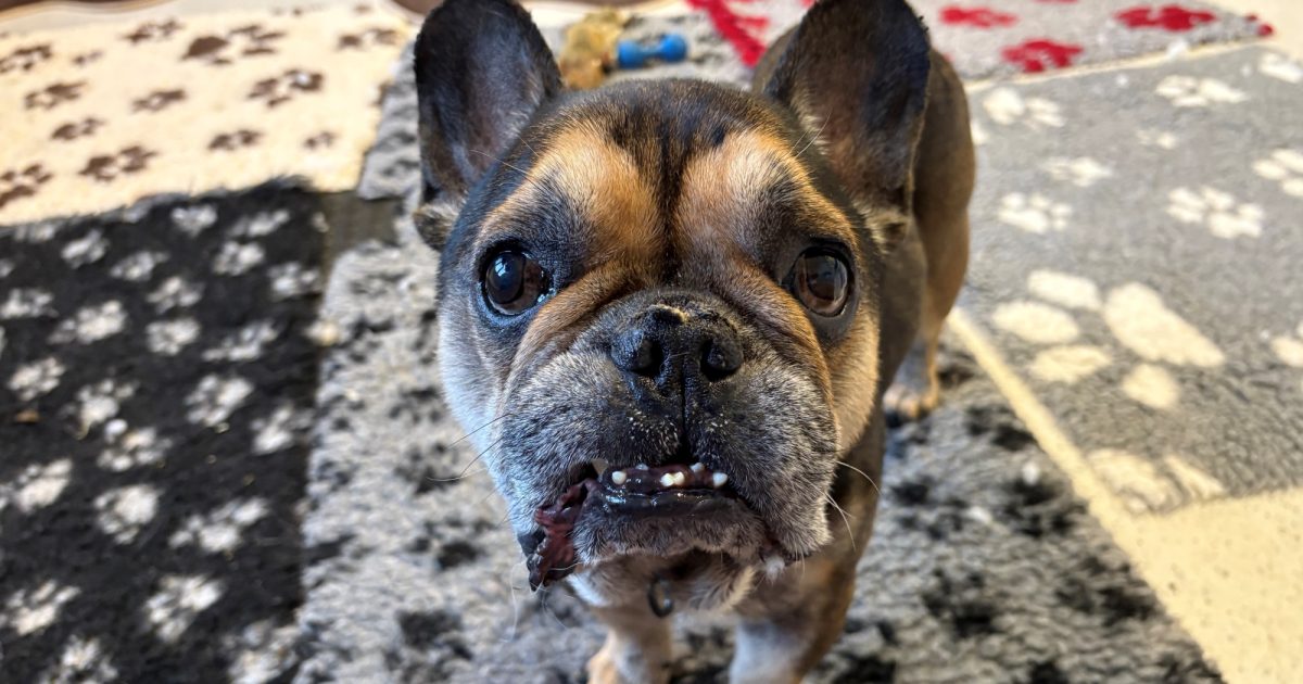 Join us in transforming lives – one animal at a time | Raystede spring ...