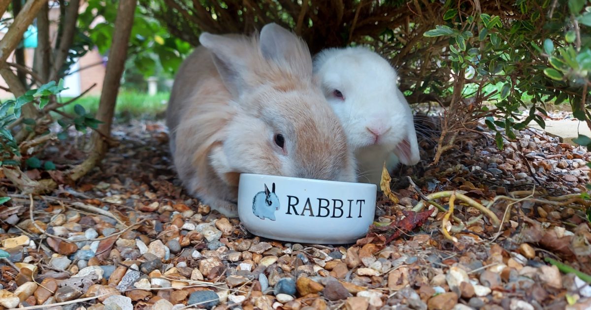 Raystede backs RWAF campaign for change in legislation to improve ...