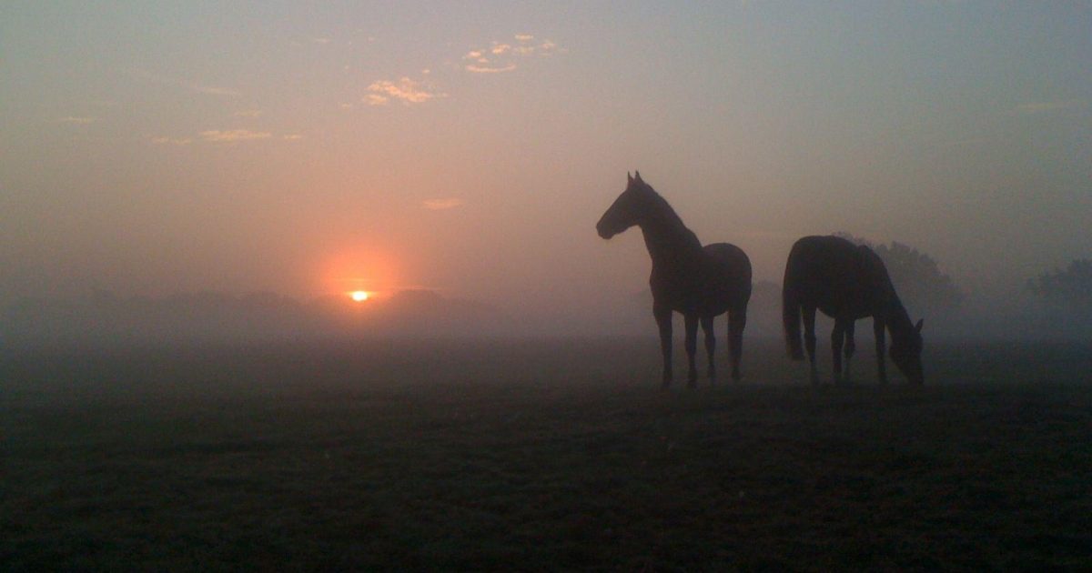 Create a Lasting Tribute - Raystede Centre for Animal Welfare