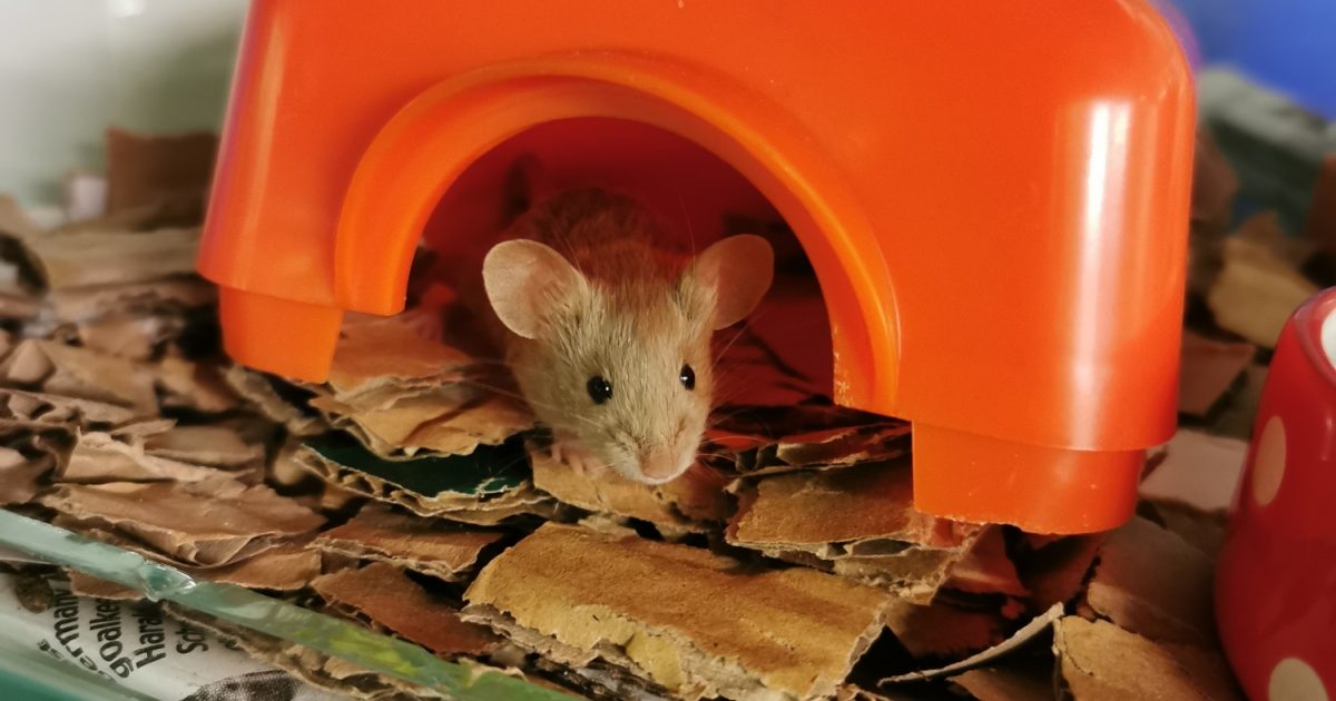 Things to consider before getting a small animal - Raystede Centre for ...