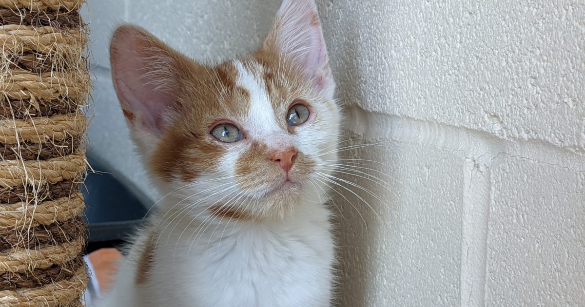 Remember a loved one - Raystede Centre for Animal Welfare