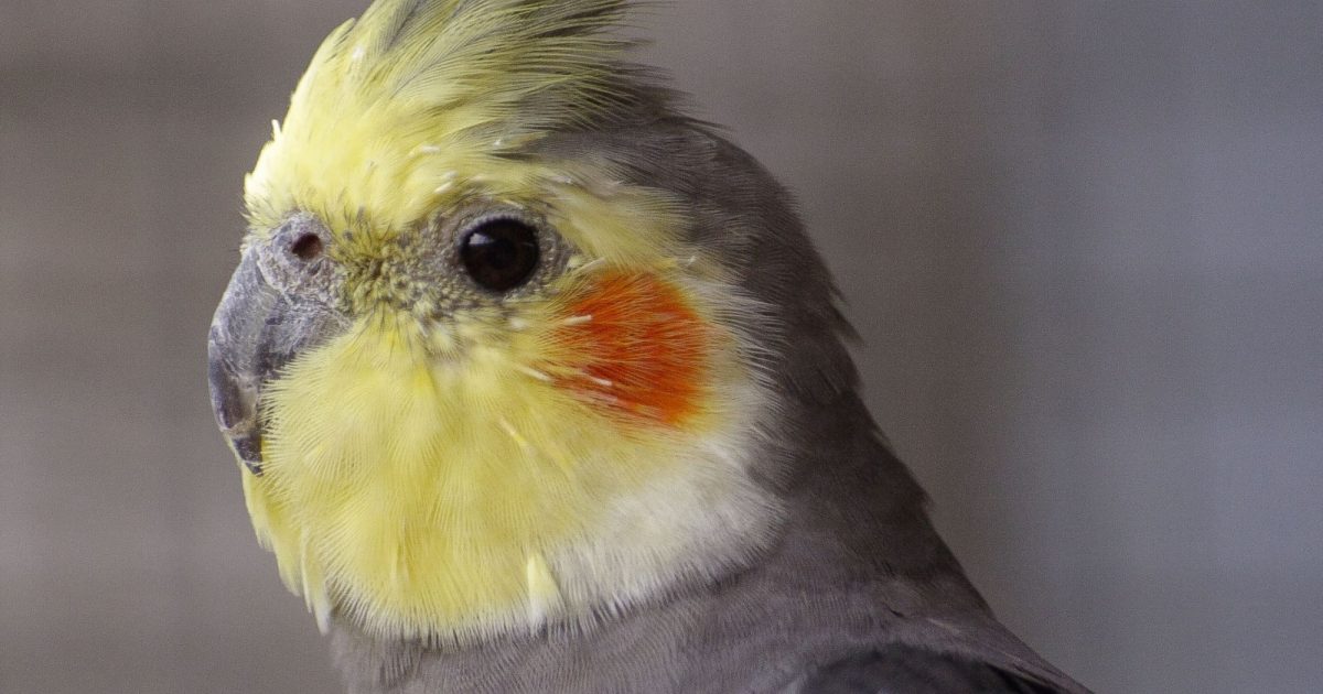 See Our aviary birds - Raystede Centre for Animal Welfare