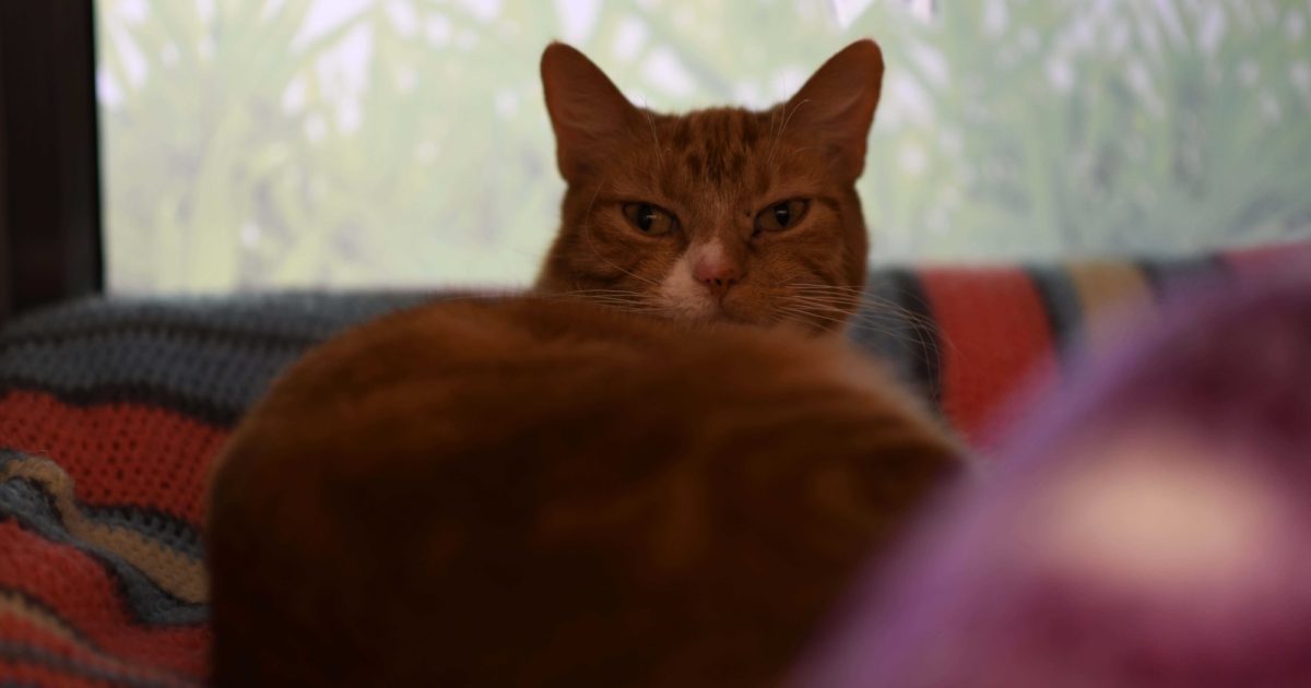 Keeping your animals warm and safe this winter - Raystede Centre for ...