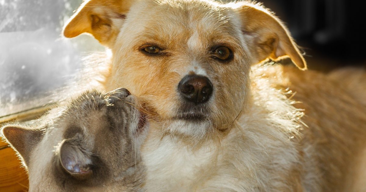 Fundraise for Raystede - Raystede Centre for Animal Welfare