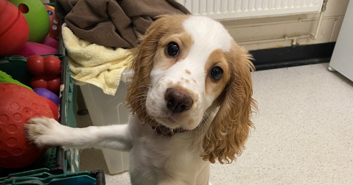 Giving in memory - Raystede Centre for Animal Welfare