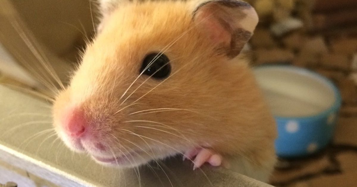 Films - Raystede Centre for Animal Welfare