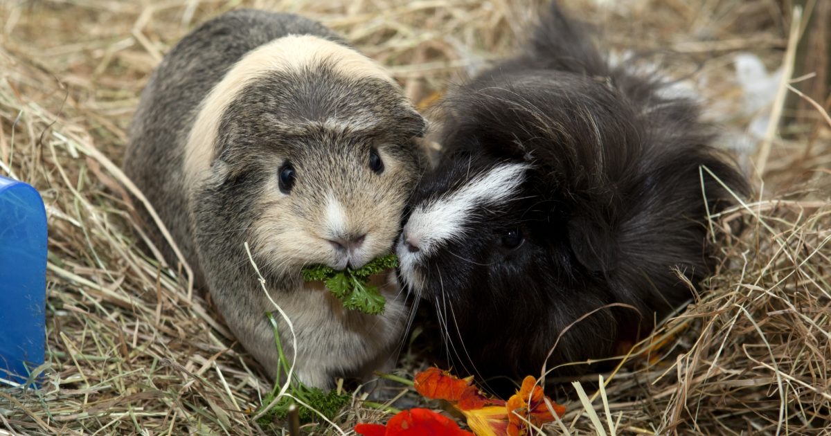 Guinea Pig Awareness Day - 23 September 2023 - Raystede Centre for ...