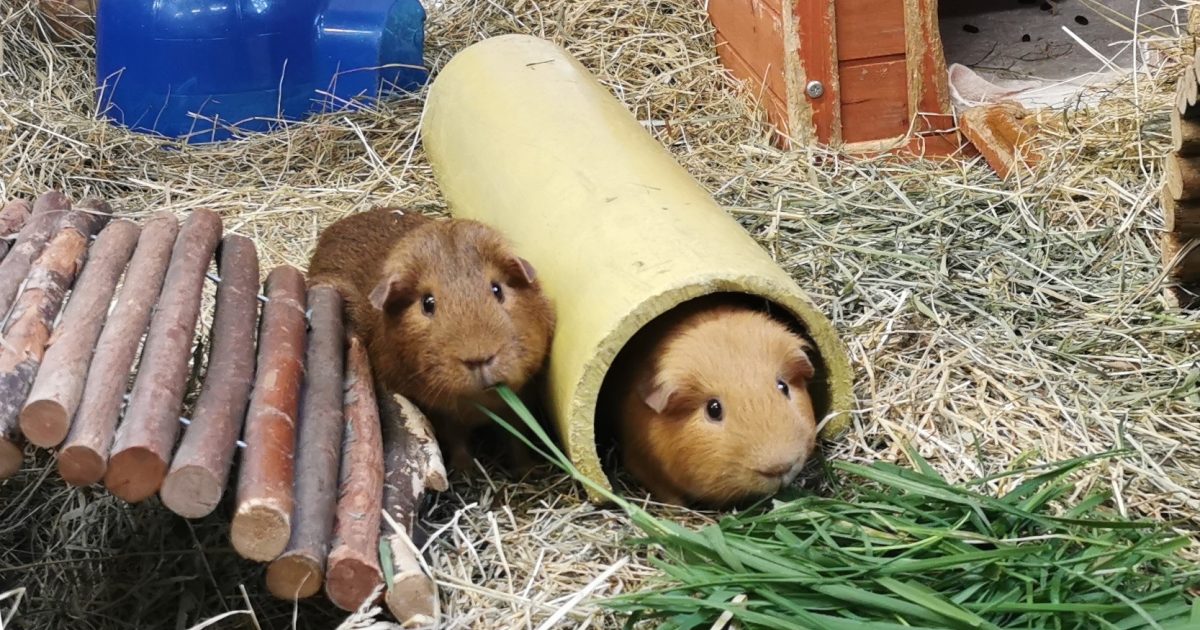 Guinea Pig Information and Care Guide - Raystede Centre for Animal Welfare