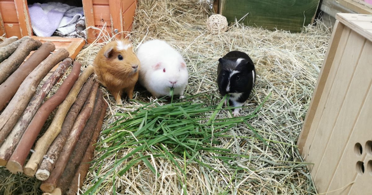 Raystede and your animals - Raystede Centre for Animal Welfare