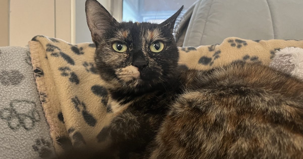 Foster a cat - Raystede Centre for Animal Welfare