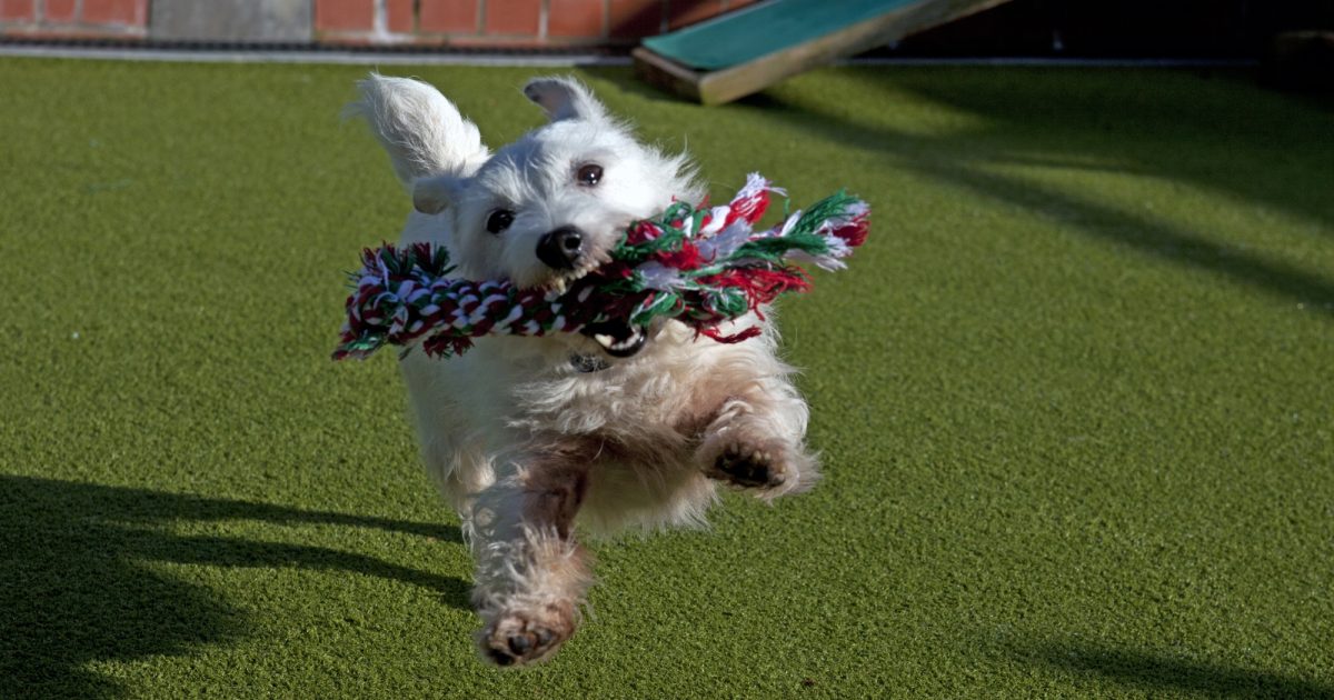 Just for fun - Raystede Centre for Animal Welfare