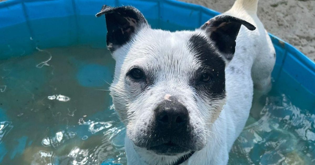 Top tips to keep your animals cool this summer! - Raystede Centre for ...