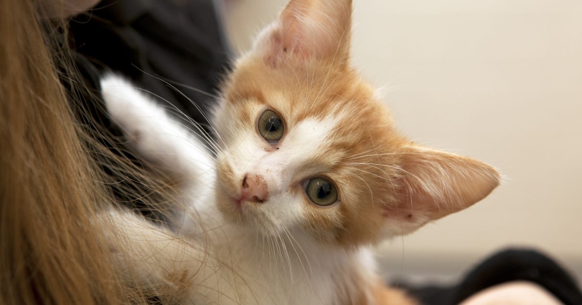 Leave a gift in your Will - Raystede Centre for Animal Welfare