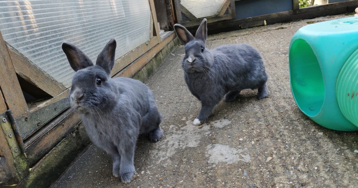 Foster rabbits - Raystede Centre for Animal Welfare