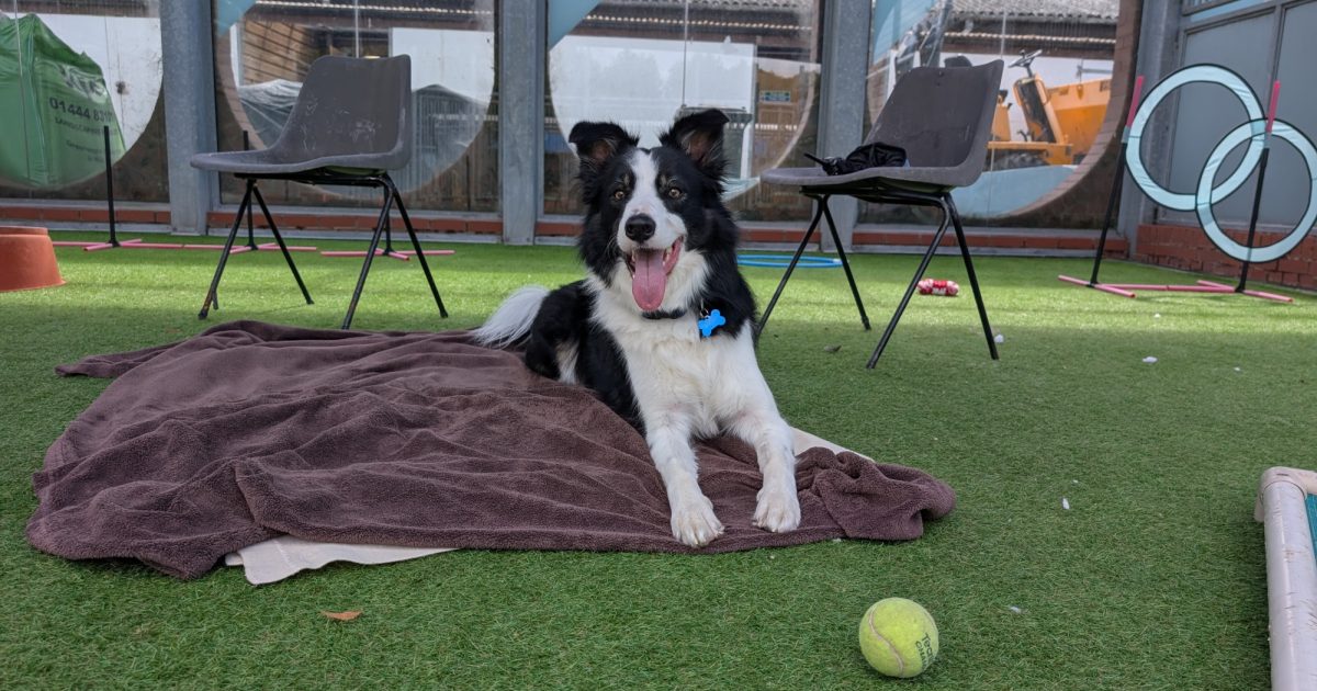 Foster a dog - Raystede Centre for Animal Welfare