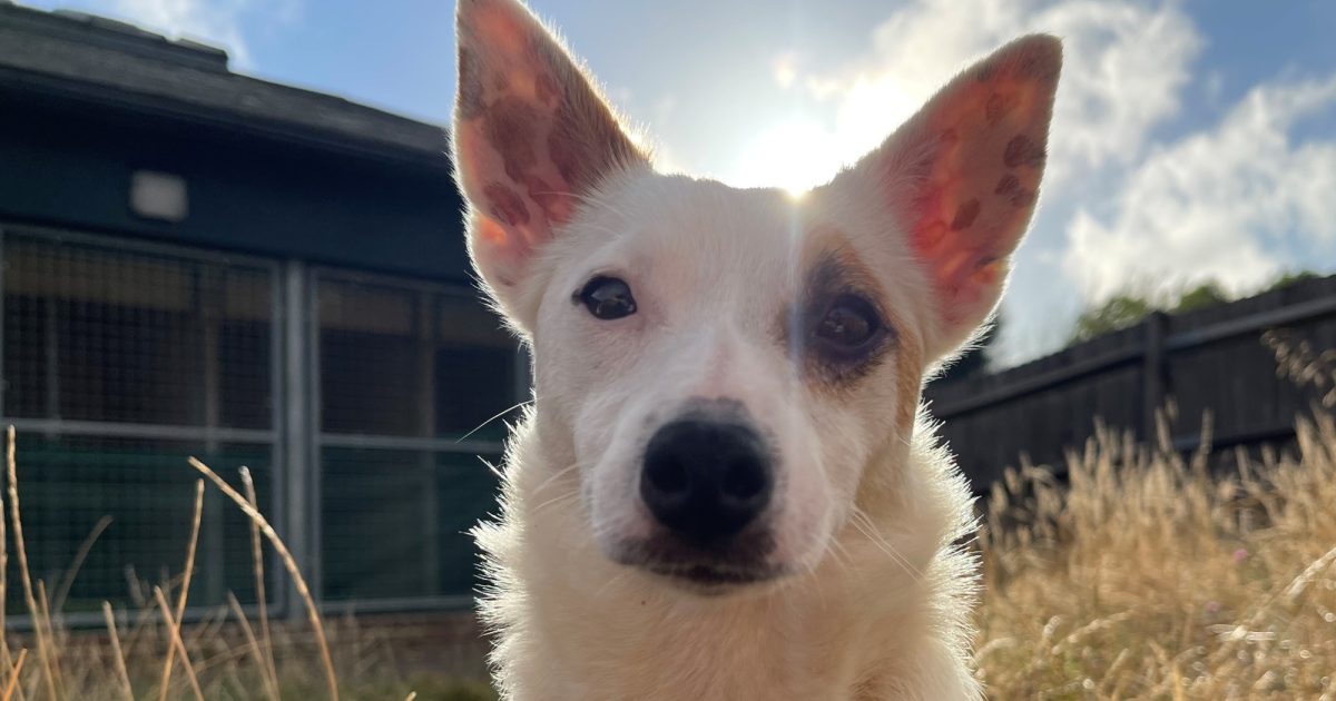 How you can write or update your Will for free - Raystede Centre for ...