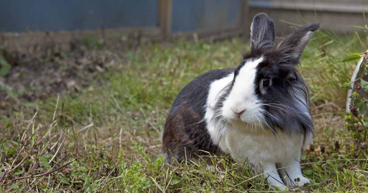 Adopt a small animal - Raystede Centre for Animal Welfare