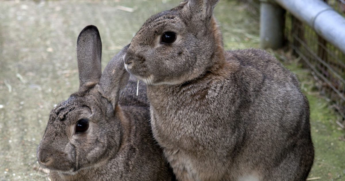 See Our small animals - Raystede Centre for Animal Welfare