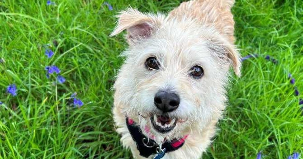 Become a Friend of Raystede - Raystede Centre for Animal Welfare