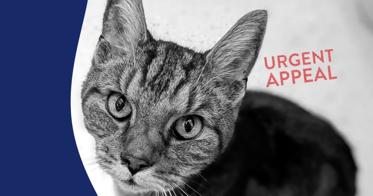 The cost of animal care is rising and pets like Jingles need you more ...