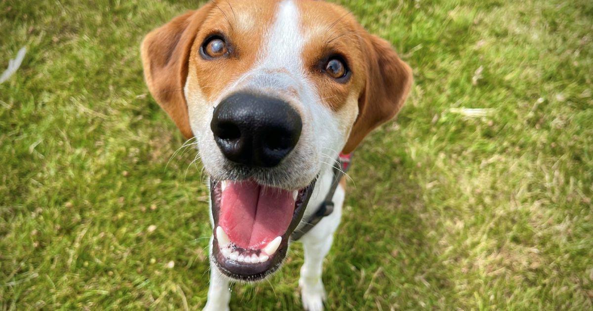 Supporting Raystede by Donating Shares - Raystede Centre for Animal Welfare