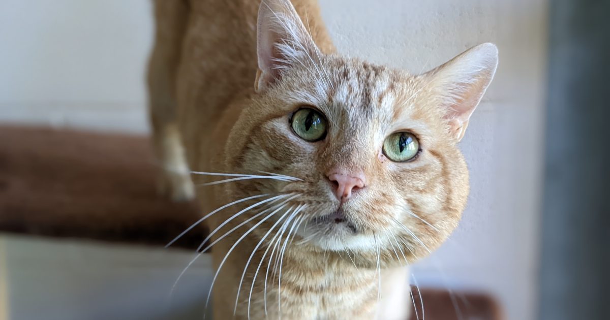 Lifetime of Love FAQ - Raystede Centre for Animal Welfare