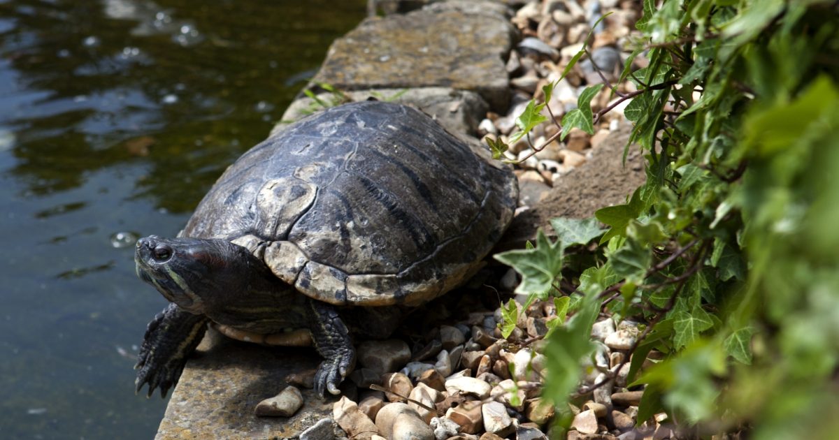 Project Terrapin - Raystede Centre for Animal Welfare