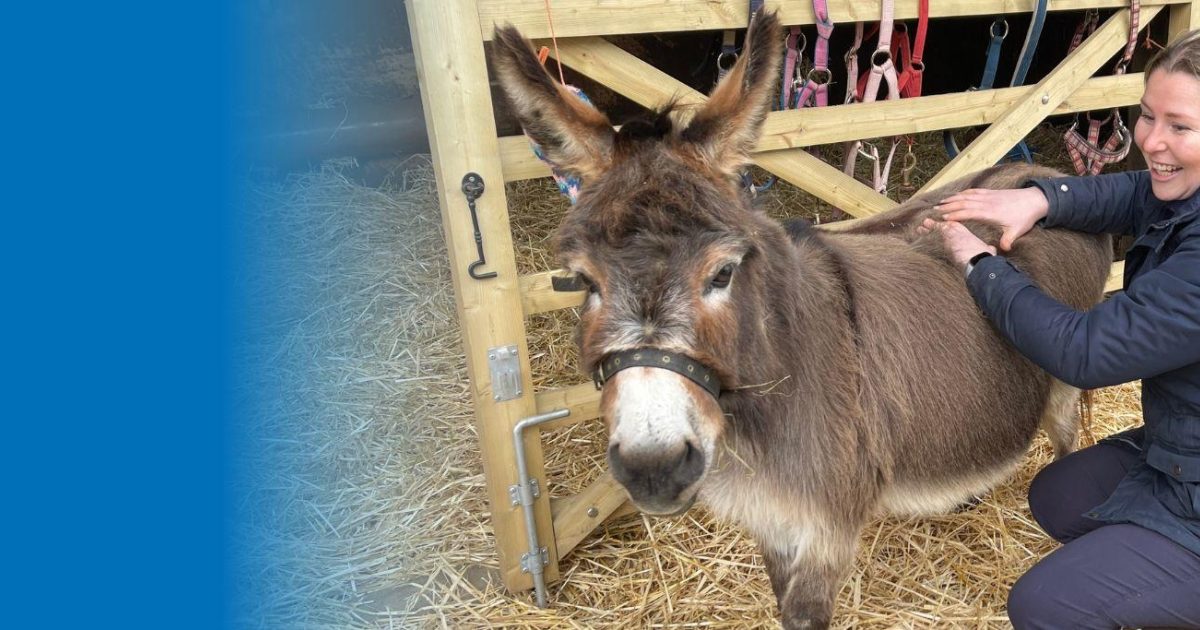 Equine Therapy Demonstration Day at Raystede - Raystede Centre for ...