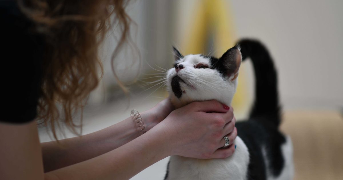 Celebrating Sensational Seniors – why older cats make wonderful pets ...