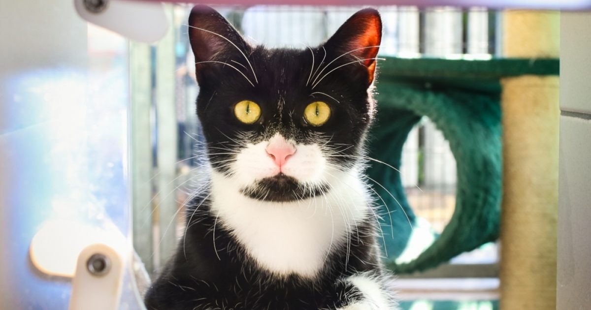 Common misconceptions about adopting a rescue animal – Cats - Raystede ...