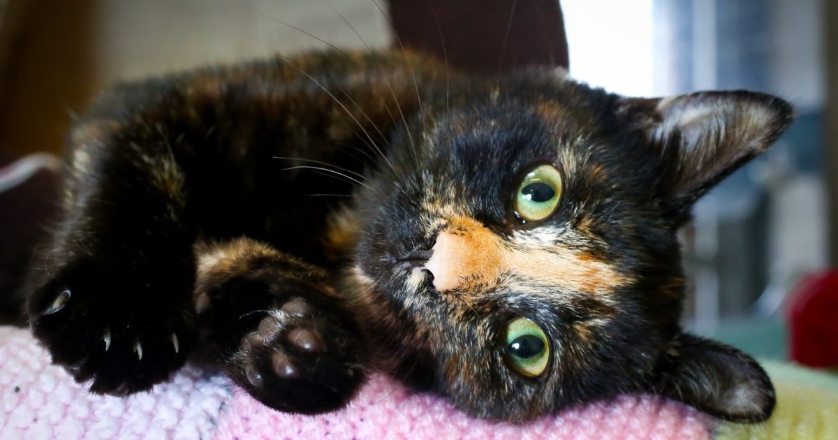 Cat Care Guide - Raystede Centre for Animal Welfare