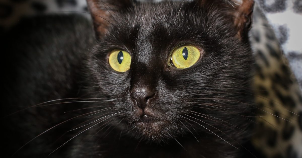 Adopt a cat FAQs - Raystede Centre for Animal Welfare